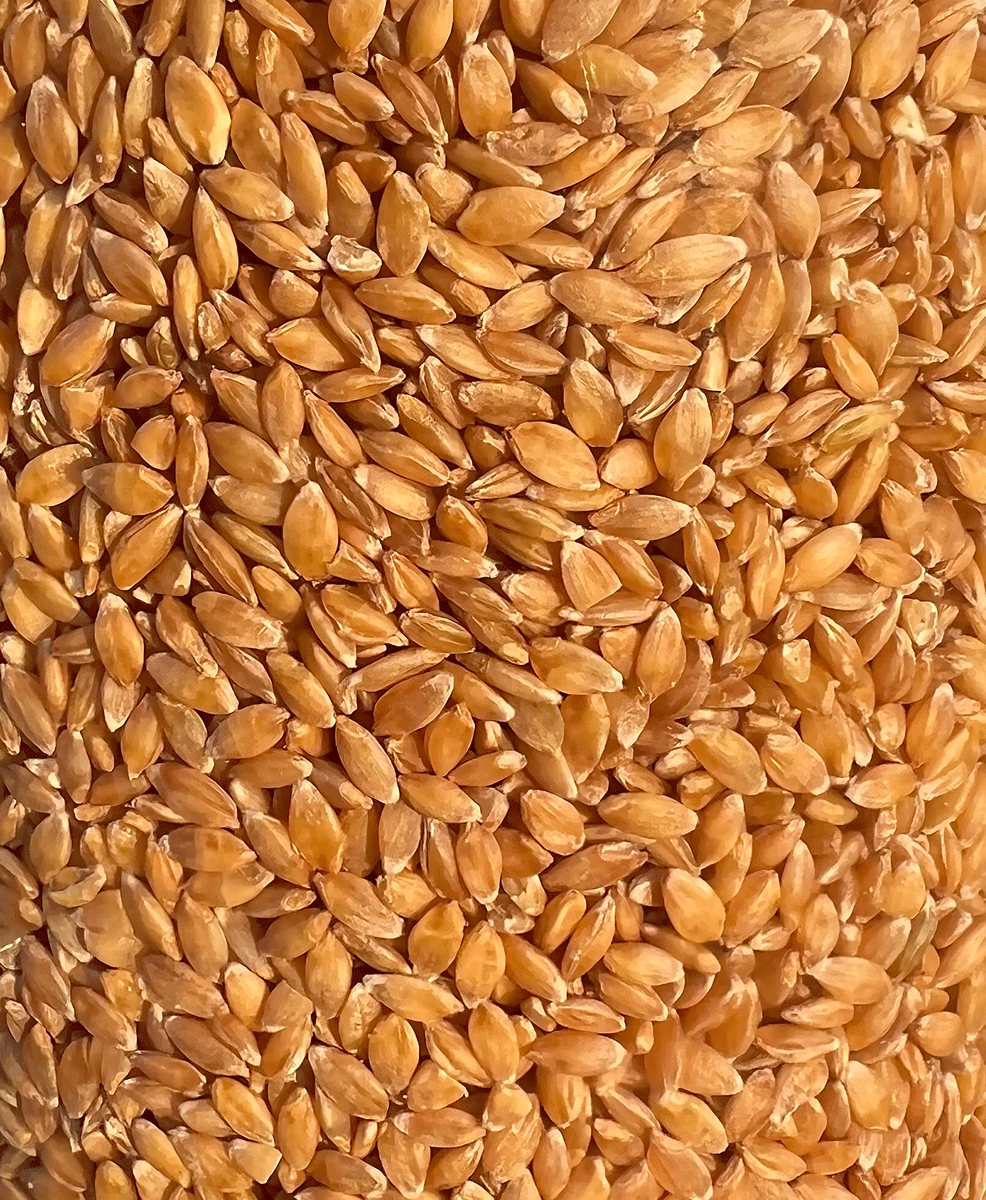 Organic Einkorn Berries, – Country Gourmet Foods